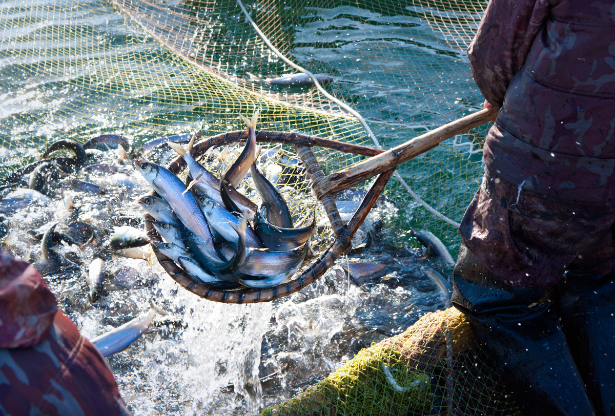Pesca Pierde 50 000 Mdd Al Año Alto Nivel